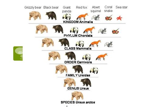 Ppt Linnaean Classification Of Organisms Powerpoint Presentation