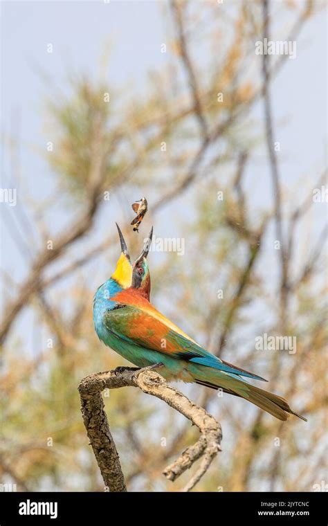 European Bee Eater Merops Apiaster Throwing The Olive Bee Hawk Moth