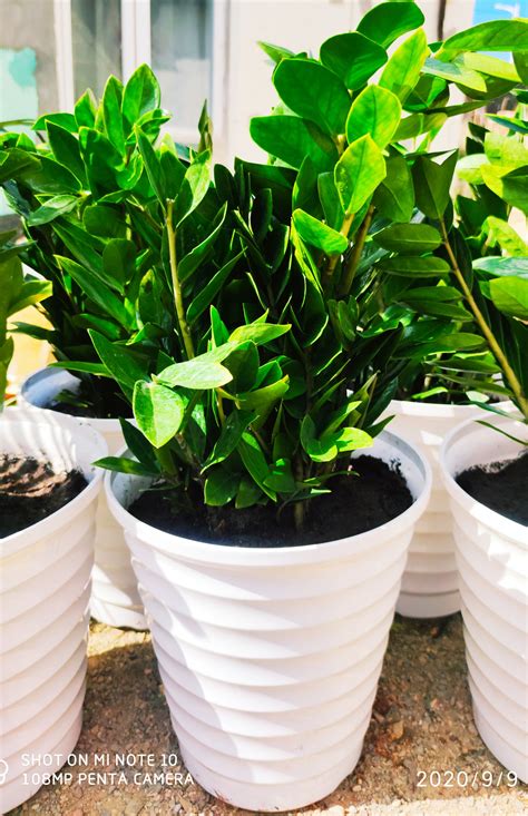 ☘️Доллар мод буюу Замиокулькас Үнэ 75 000 🚖 ХҮРГЭЛТ ҮНЭГҮЙ ☎️ 90999087 Тасалгааны ургамлуудаас