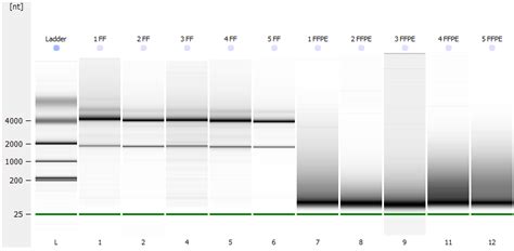 S Qualitative Analysis Of RNA From Matched FFPE And FF Samples In Download Scientific Diagram