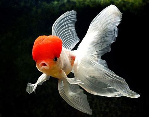 Приколы с рыбками Самую настоящую оперу на берегу болота устроили эти странные рыбы которые