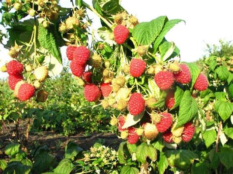 Малиновое Дерево Посадка И Уход Фото Размножение