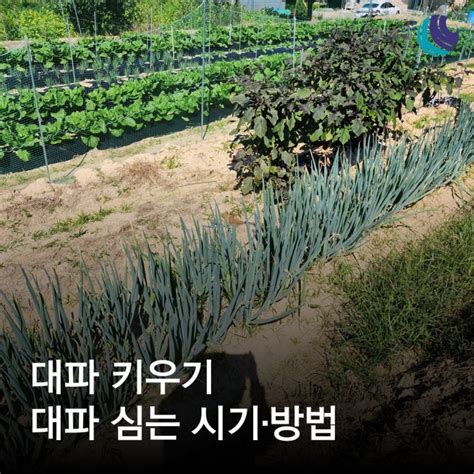 대파 키우기 대파 심는 시기 대파 심기 네이버 블로그