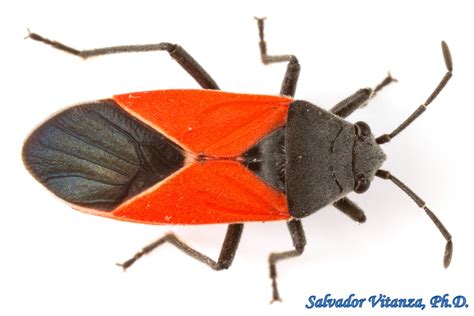 Hemiptera Heteroptera Lygaeidae Melanopleurus Belfragei Seed Bugs E Urban Programs El Paso