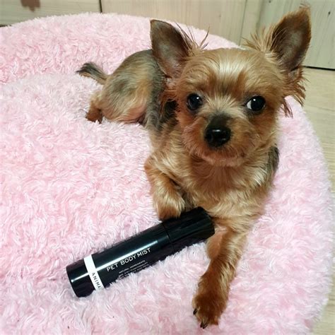 강아지미스트 요크셔테리어 털 관리 펫셋 애니멀로지 네이버 블로그