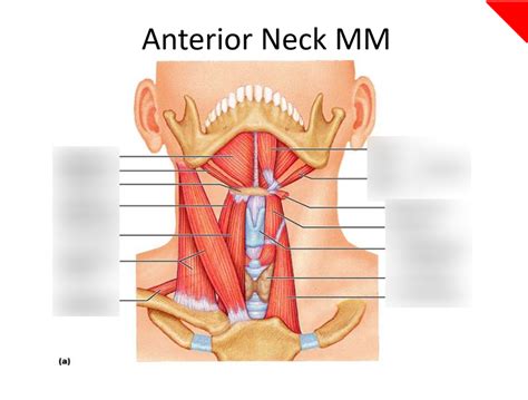Anterior Neck Muscles Diagram Quizlet Anterior Neck Muscles Diagram Quizlet