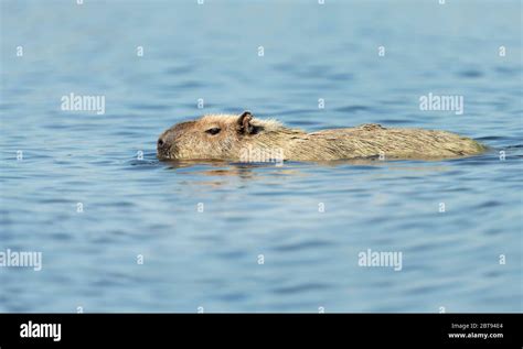 Capybara Swimming Pool