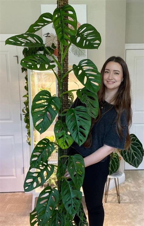 Пин от пользователя Nonie Adviento на доске Flower Garden в 2025 г Комнатные цветы Растения