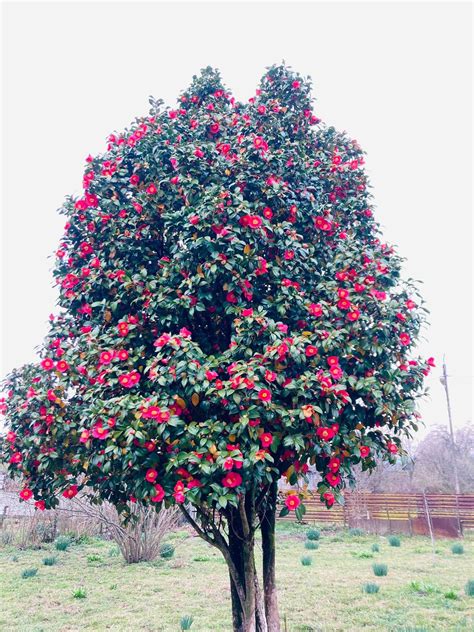 კამელია ეხლა ასე ყვავილების მოვლა და მათი მეთოდები