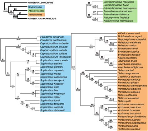 Most Parsimonious Tree Length 4459 Bp Consistency Index 026