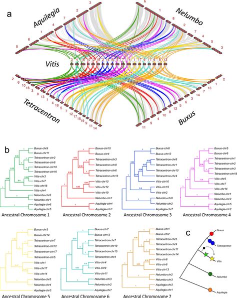 Synteny And Phylogenomics Of Eudicot Subgenomes A Macrosyntenic Download Scientific Diagram