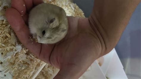 밀렛을 좋아하는 테니스공 같은 햄스터 푸띠 푸딩햄스터 햄스터 햄찌 드워프햄스터 귀여움 귀여움주의 심장폭행 애기 테니스공