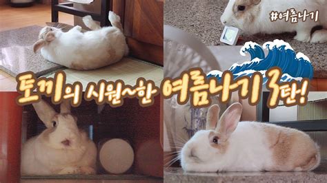 🌊 토끼의 시원한 여름나기 3탄 🌊 토끼에게 여름은 무서운 계절 다양한 여름나기 꿀팁과 함께 여름철에 노출될 수 있는 질병 및 사고까지 Youtube