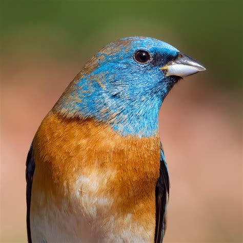 Lazuli Bunting — Eastside Audubon Society