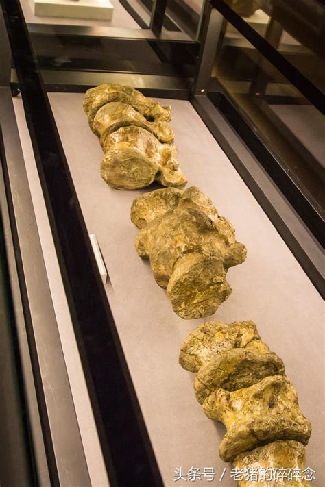 遠古生靈老豬實拍探訪記之大同恐龍化石大展 每日頭條