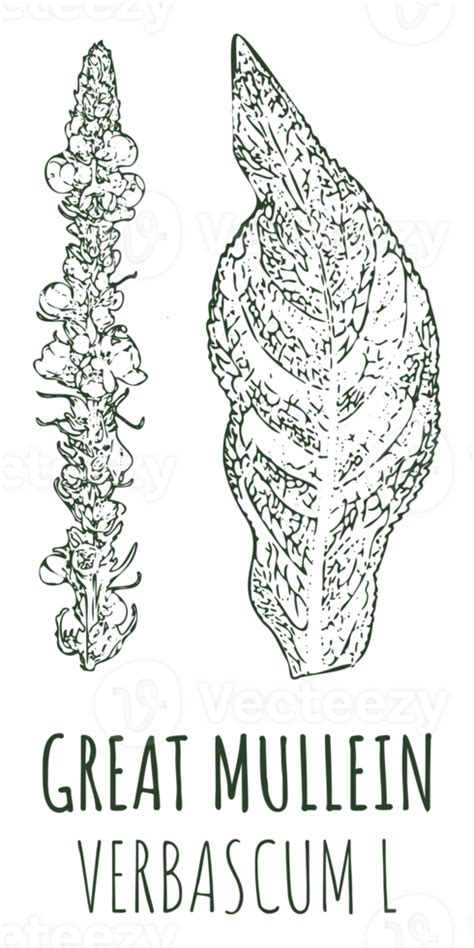 Drawings Great Mullein Hand Drawn Illustration Latin Name Verbascum L 24777501 Png
