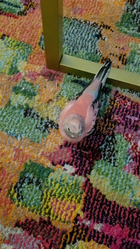 After A Long Day Of Being Adorable Lucy The Rosey Bourke Took Time Out To Sing Her Beautiful