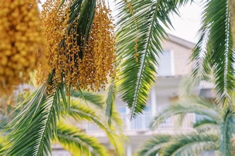Premium Photo Clusters Of Dates Hanging On Palm Branches Among Green