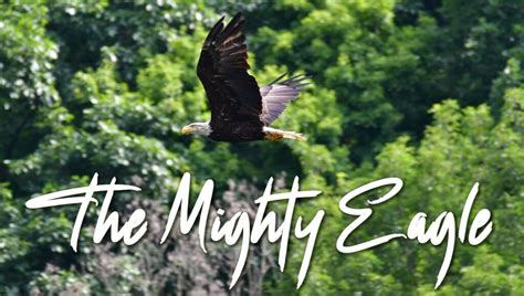 Catch A Glimpse Of The Mighty Eagle Ohiopyle Getaways
