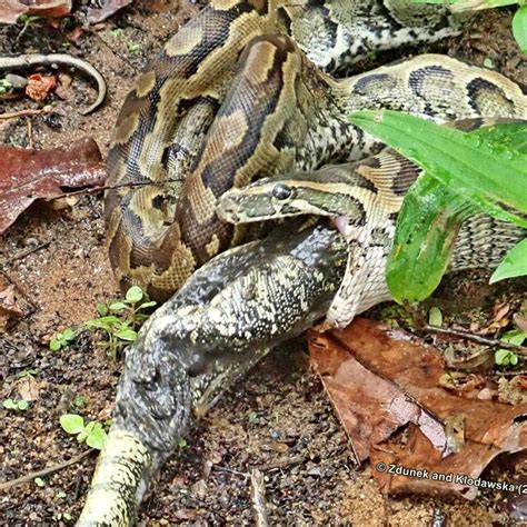 Python Sebae Regurgitating Its Meal A Juvenile Varanus Niloticus Download Scientific Diagram