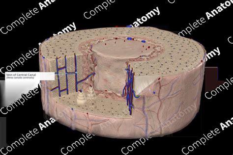 Vein Of Central Canal Complete Anatomy