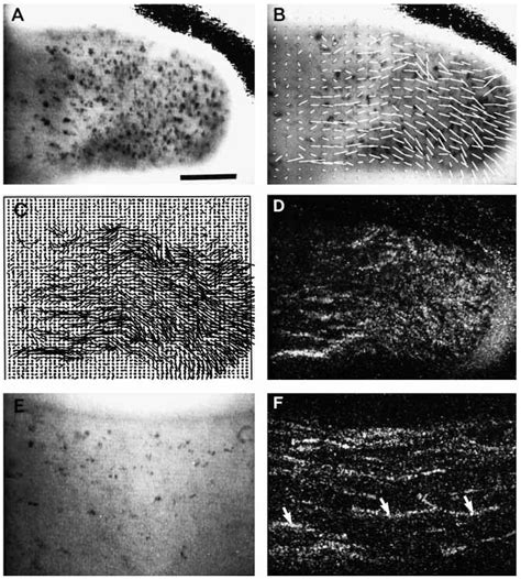 Movement Analysis In A Migrating AX Slug A Photograph Of The Front Download Scientific