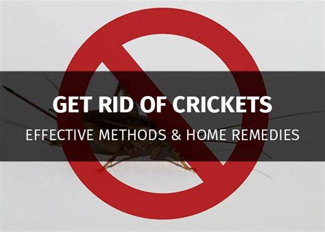 What Do Crickets Eat The Complete Guide Wild And Captivity Diets