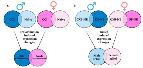 Rna Seq Reveals Sex Differences In Gene Expression During Peripheral Neuropathic Inflammation