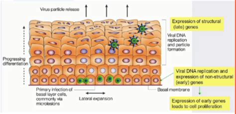 Tumor Viruses Flashcards Quizlet