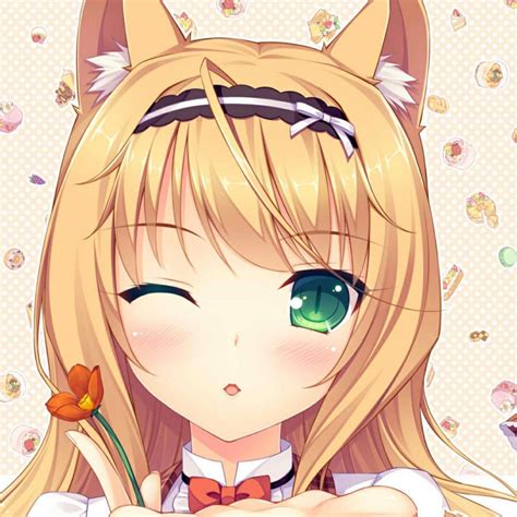 Maple Nekopara Icon♡