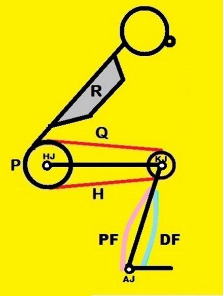 Sagittal View Of Arrangement Of Rectus Femoris And Hamstrings Download Scientific Diagram