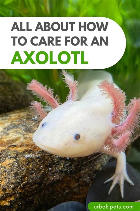 All About How To Care For An Axolotl Urbaki Pets