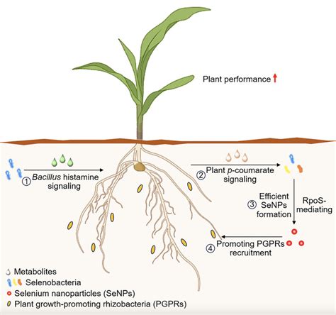 Harnessing Biosynthesized Selenium Nanoparticle