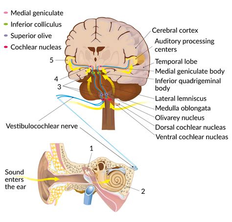 Auditory Pathway Steps Primary Auditory Pathway And Main White Matter