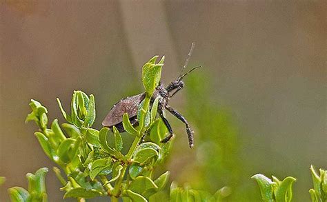 Assassin Bug Desertusa