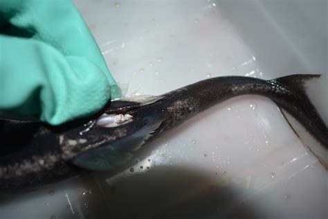 Viper Dogfish Trigonognathus Kabeyai Marine Life Identification