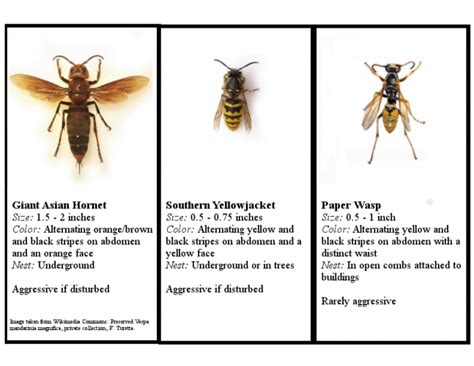Wasp Size Comparison