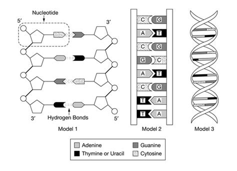Ap Biology 1 4 Properties Of Biological Macromolecules Exam Style Questions With Answer Mcq