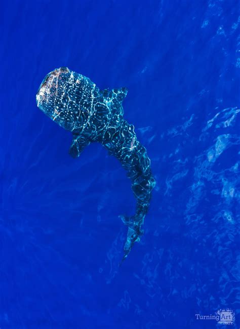 Aerial View Of Whale Shark In Blue Sea By Tommy Schultz Turningart