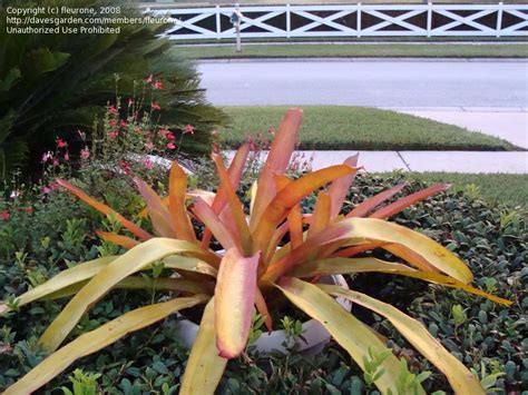 Plantfiles Pictures Aechmea Bromeliad Species Urn Plant Aechmea