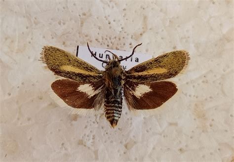 Brachodes Appendiculata From Táborfalva 2381 Maďarsko On June 9 2015 At 0206 Pm By Mnauky