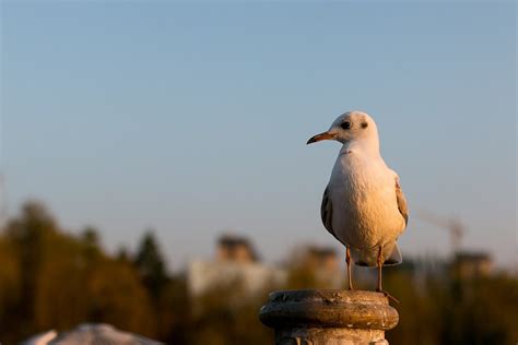 Json Api A Comprehensive Guide By Noah Bennett Jan 2025 Medium