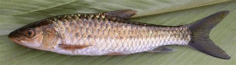 Tor Ater Roberts 1999