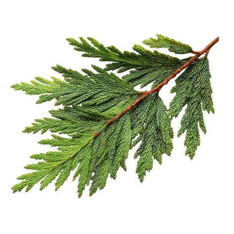 Scale Leaf