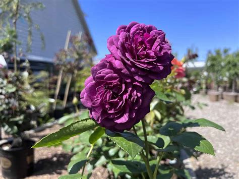 How To Grow Roses 🍃🌹 Cultivate Elegance And Fragrance In Your Garden
