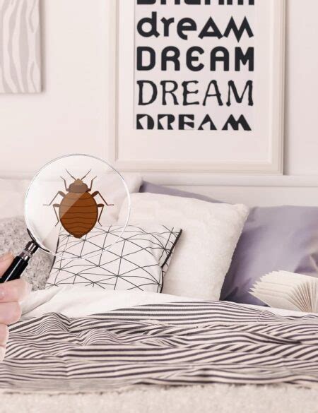 Does Raid Spray Kill Bed Bugs 2025 Todays Homeowner