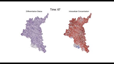Dynamic Intercellular Transport Modulates The Spatial Patterning Of Differentiation During Early