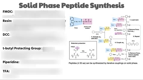 Biochem Solid Phase Peptide Synthesis Diagram Quizlet