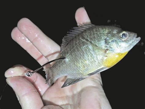 Flathead Catfish Rigs