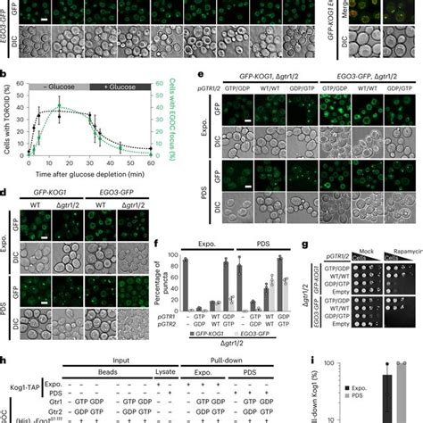 Toroid Cryo Em Reconstruction A Helical Reconstruction Toroid Map B Download Scientific